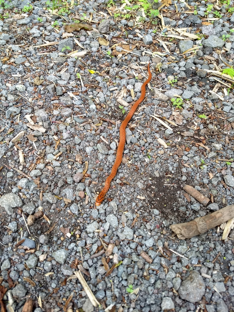 Japanese Forest Ratsnake from Motohakone, Hakone, Ashigarashimo ...