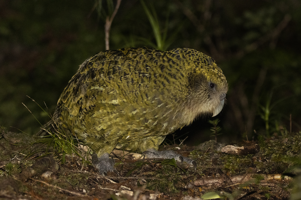 Kakapo in March 2022 by Oscar Thomas · iNaturalist