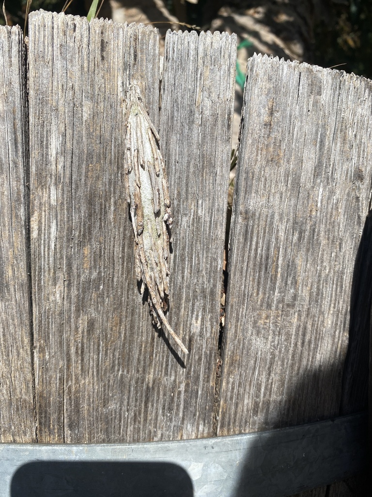 Saunders' Case Moth from Eatons Cutting, Red Hill, VIC, AU on March 12 ...