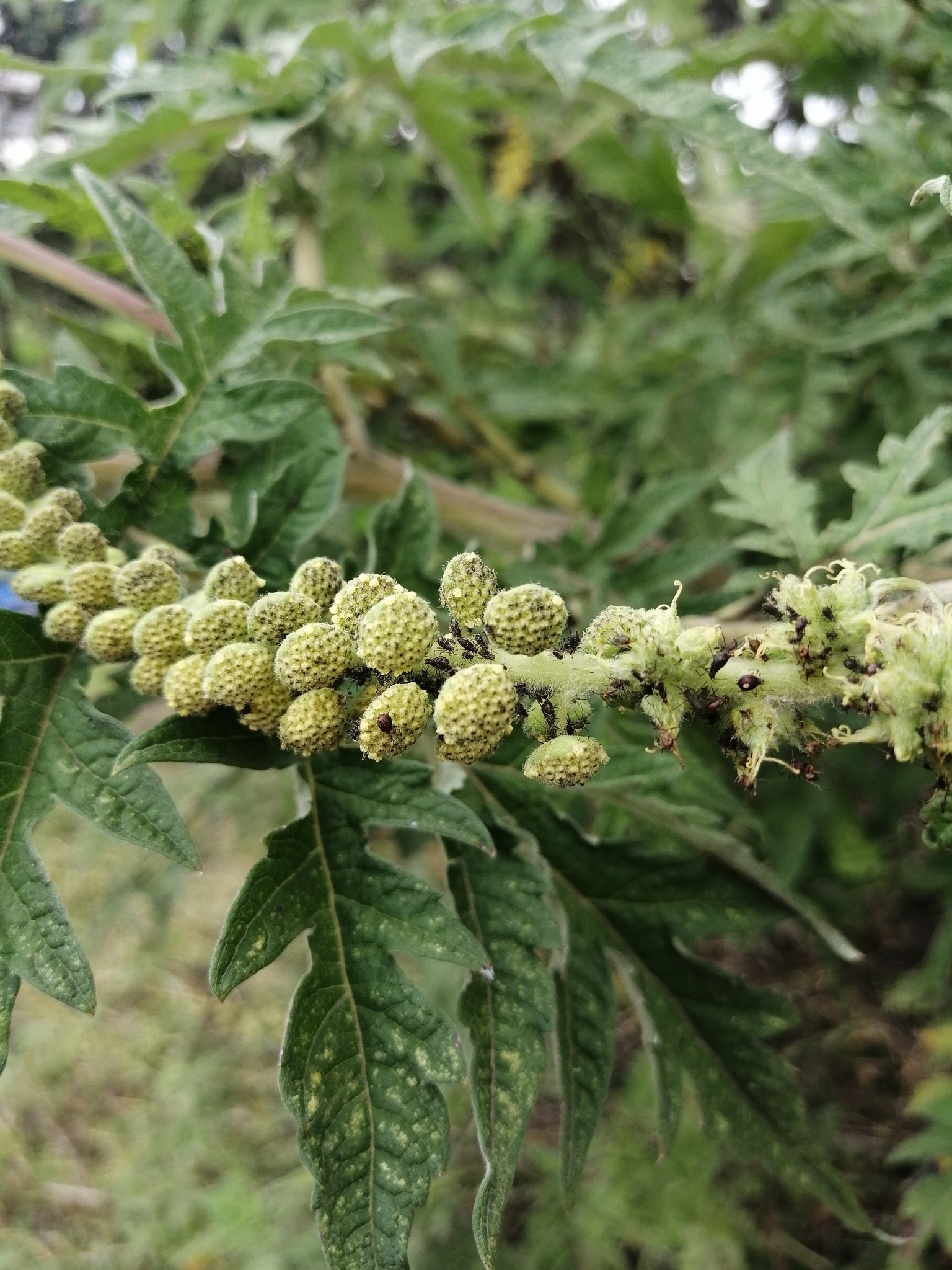Ambrosia arborescens Mill.