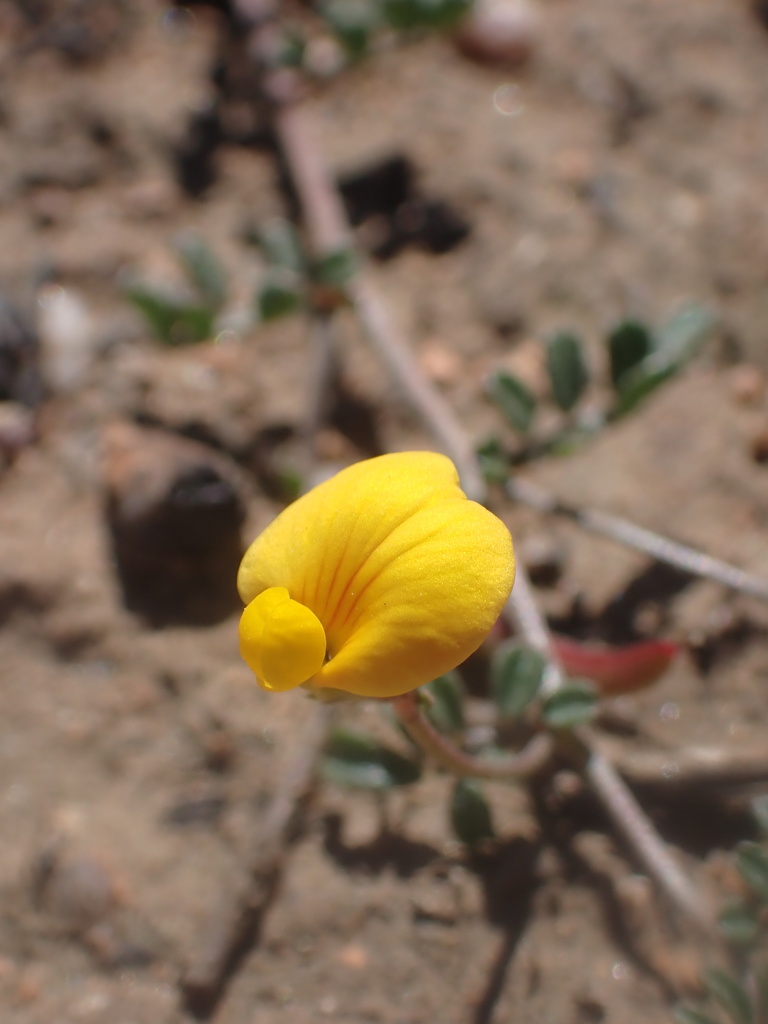 strigose lotus from Horsethief Canyon, Temescal, CA, US on March 11 ...