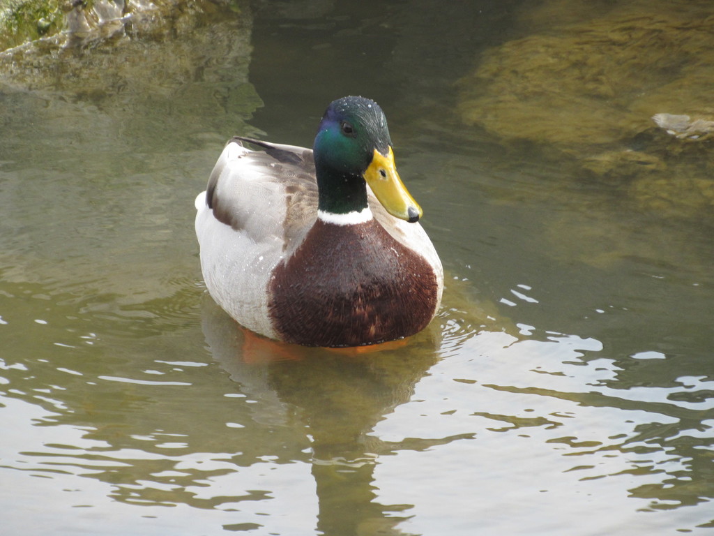 Mallard from Cambridge, MD 21613, USA on March 7, 2022 at 11:51 AM by ...