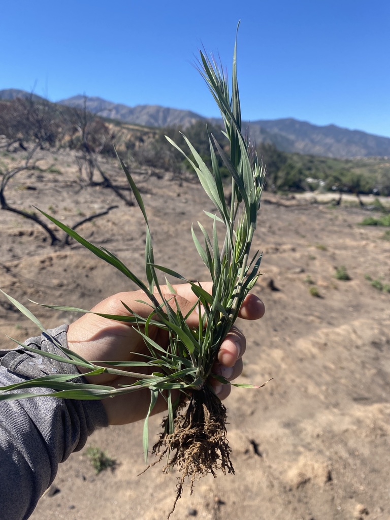 Red Brome from Horsethief Canyon, Temescal, CA, US on March 11, 2022 at ...