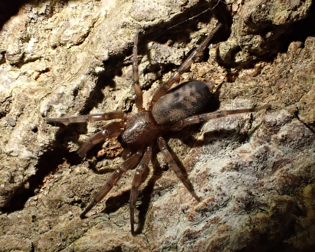Intruda signata from Crum Park, Titirangi, West Auckland, New Zealand ...