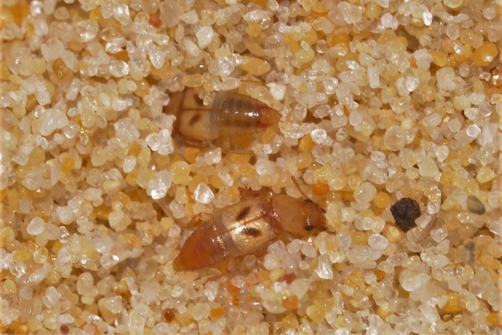 Sartallus signatus from Wonboyn NSW 2551, Australia on January 19, 2022 ...