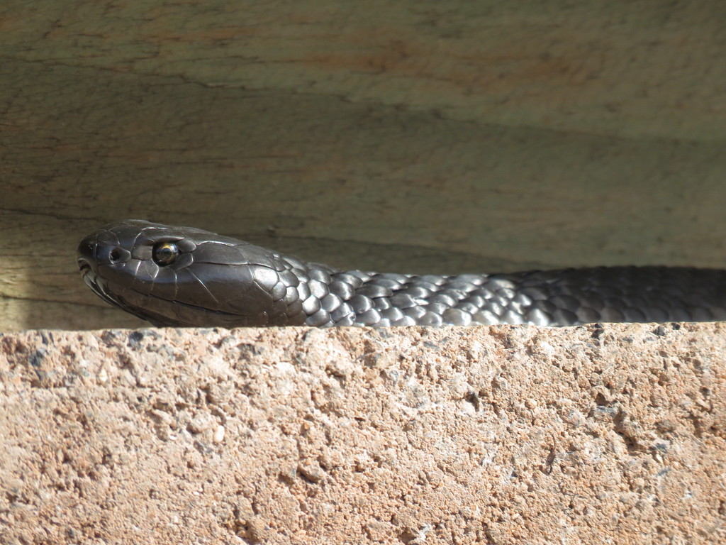 Tiger Snake from Glamorgan-Spring Bay, TAS, Australia on January 05 ...