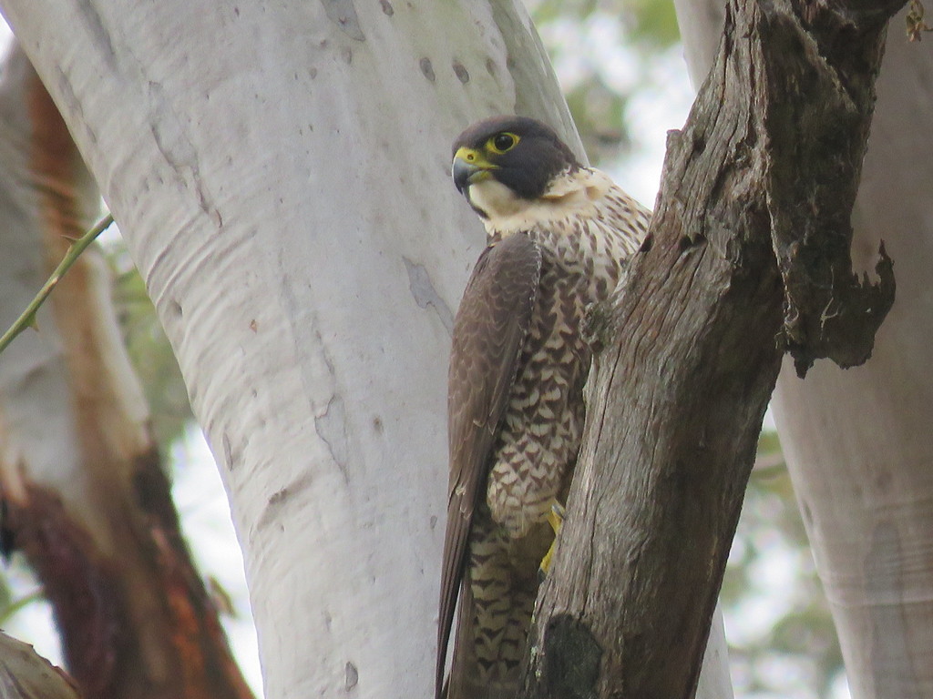 Peregrine Falcon in June 2015 by Josh Magro · iNaturalist