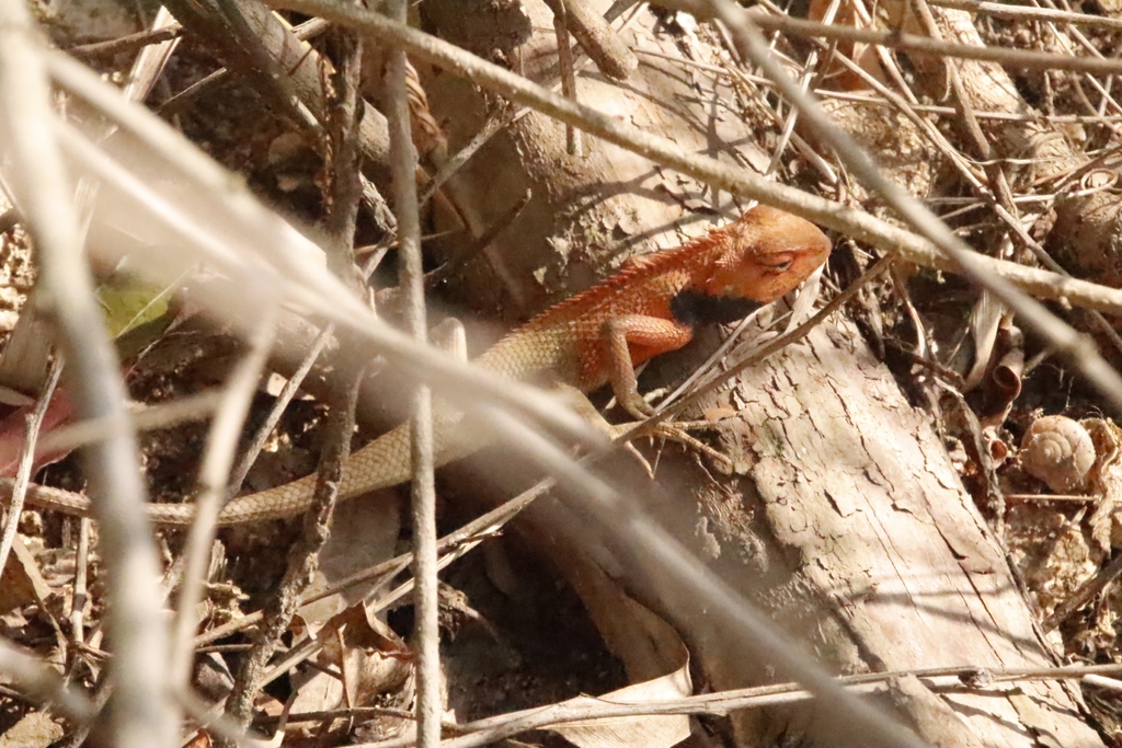 Oriental Garden Lizard from Shenzhen, CN-GD, CN on March 12, 2022 at 09 ...