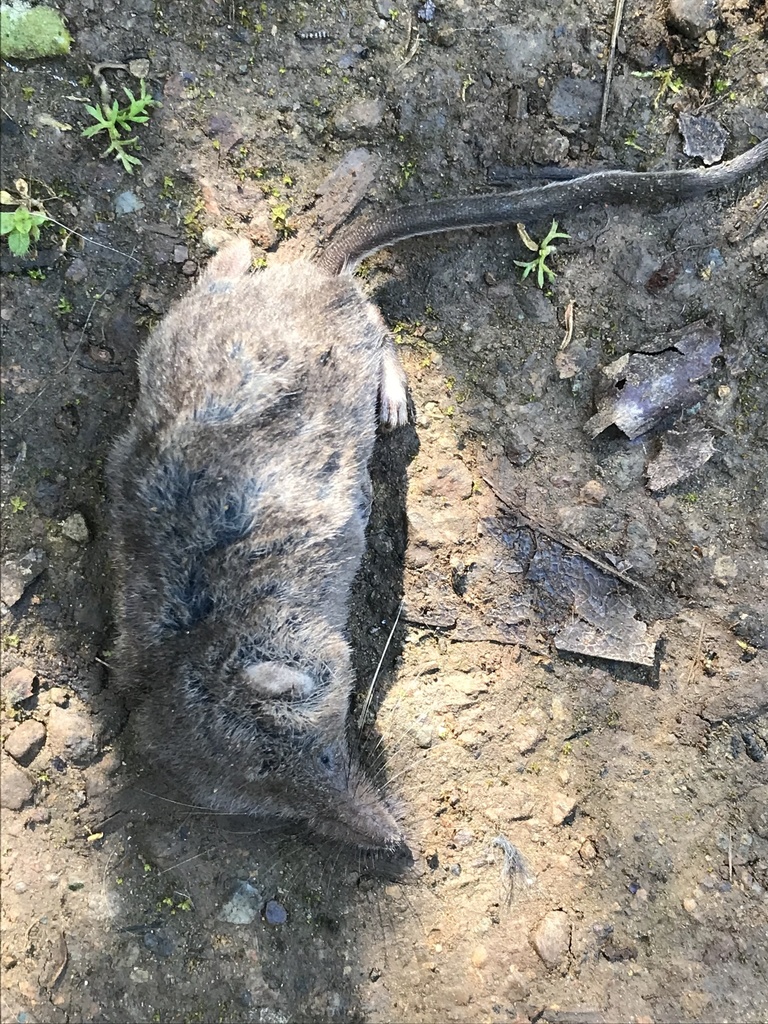 Vagrant Shrew from Foothills Nature Preserve, Palo Alto, CA, US on ...