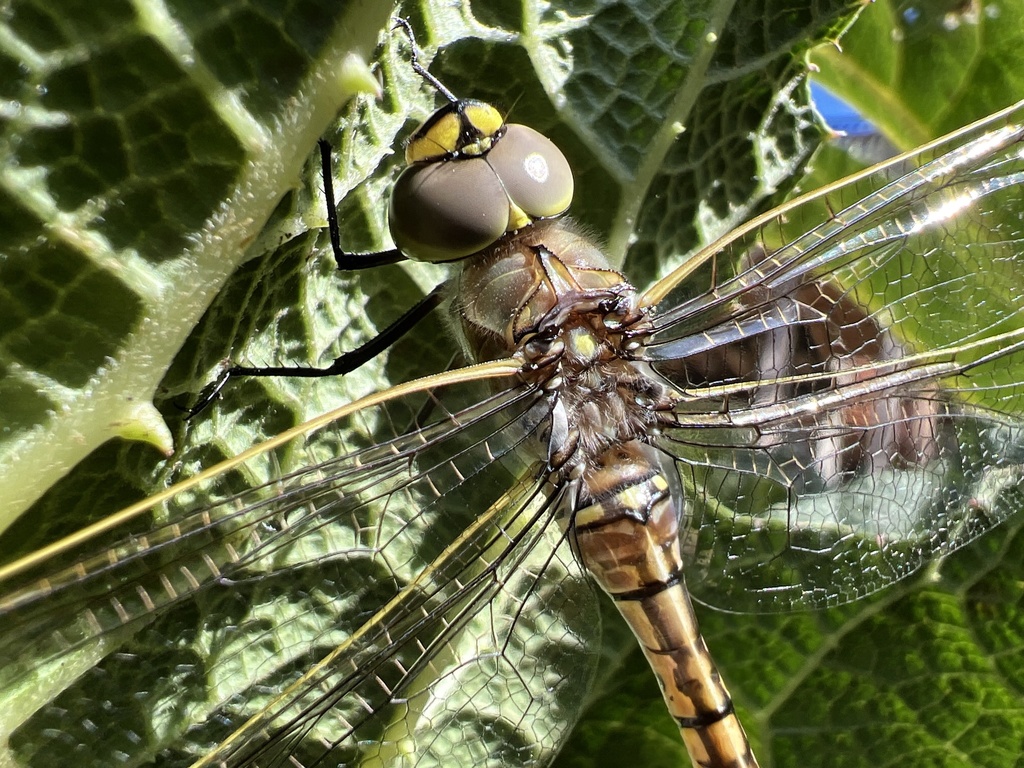 Australian Emperor from Enchanted Adventure, Arthurs Seat, VIC, AU on ...