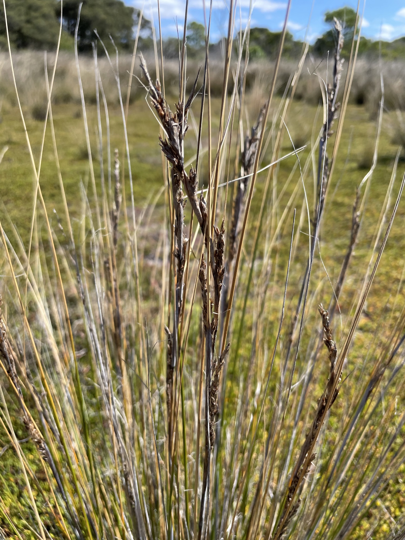 Gahnia filum (Labill.) F.Muell.