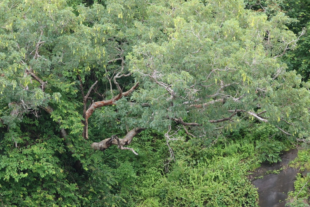 (Pericopsis angolensis) - Botanical Realm