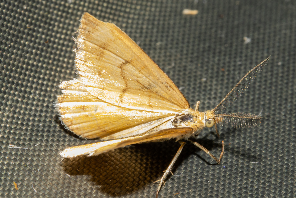 Asaphodes abrogata from Middlemarch, New Zealand on March 9, 2022 at 05 ...