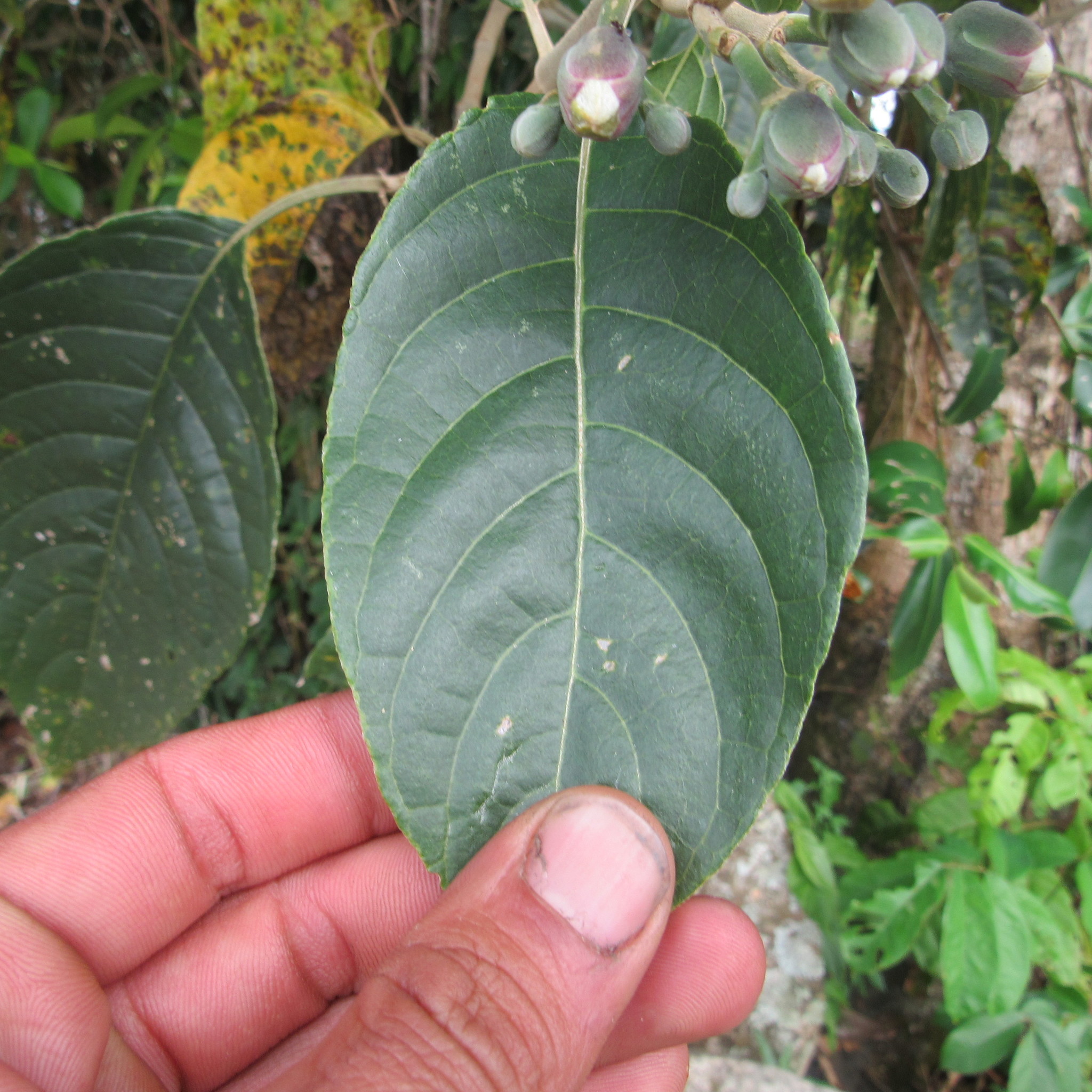 Trichanthera Kunth