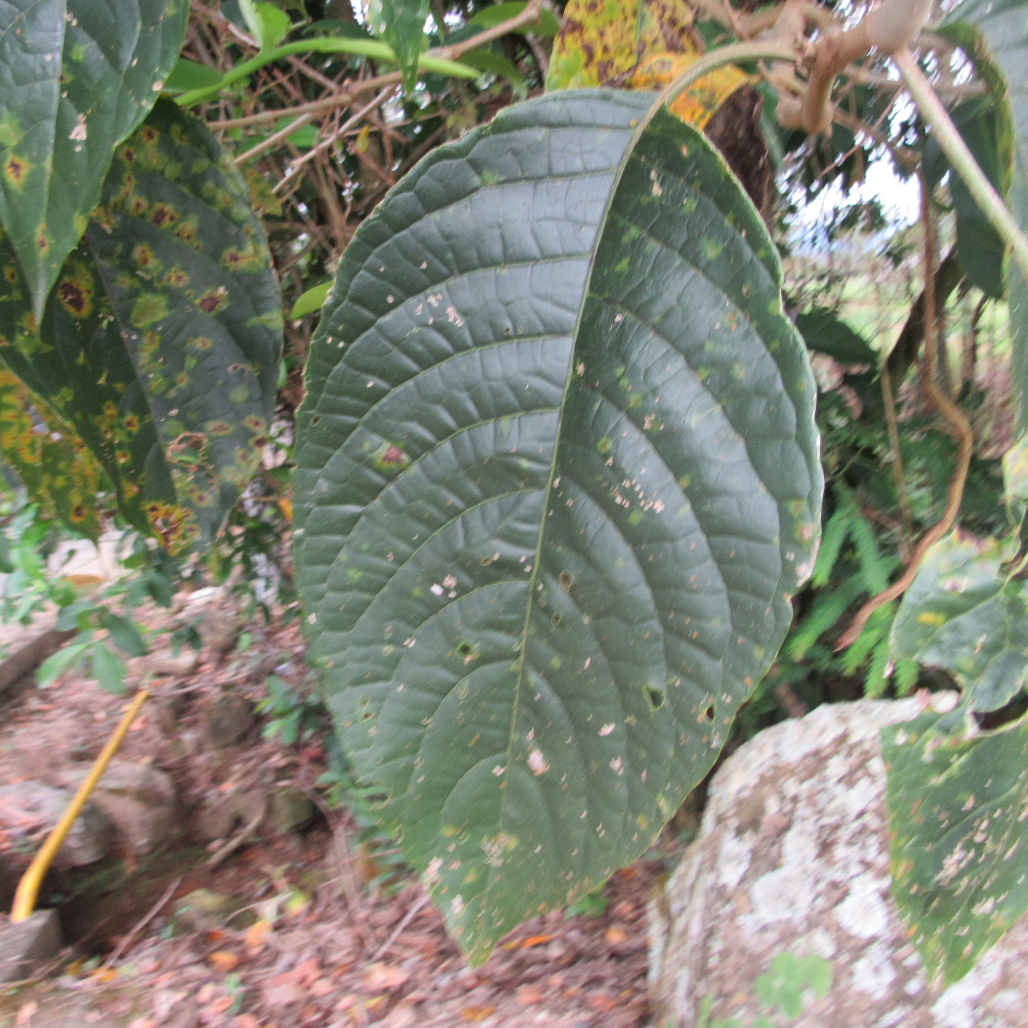 Trichanthera Kunth