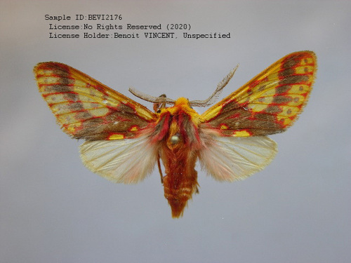 Symphlebia tolimensis · iNaturalist