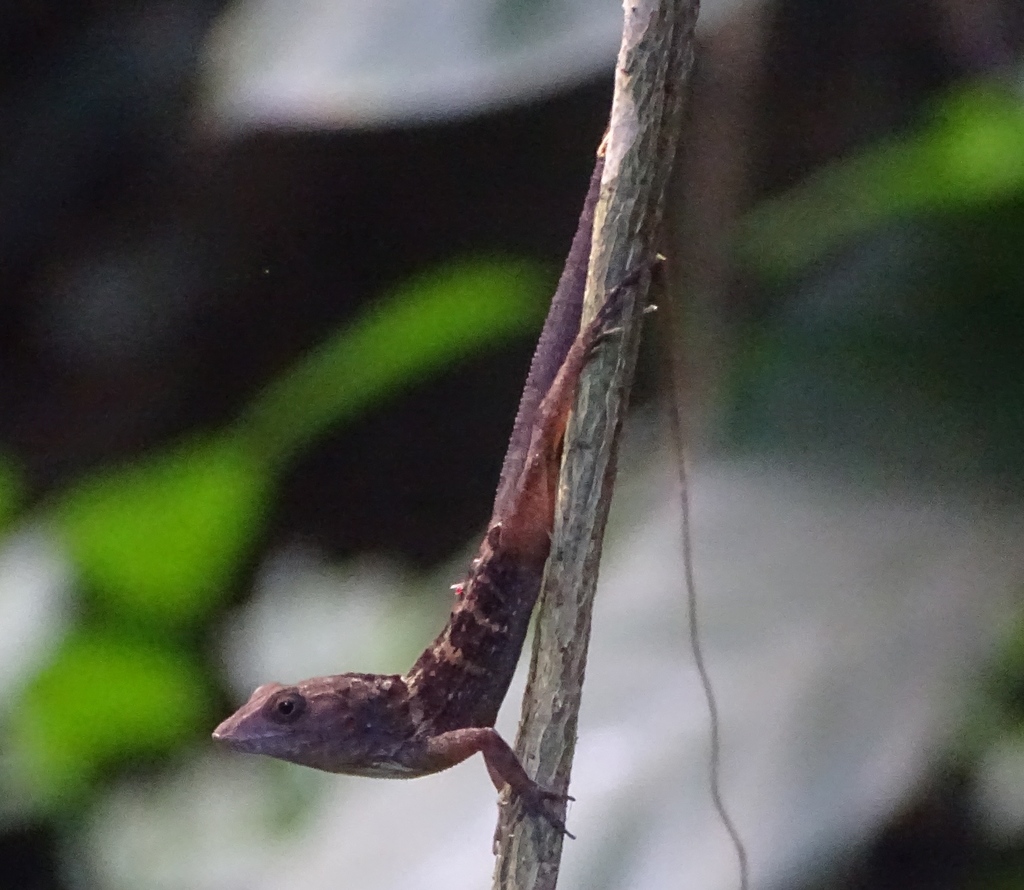 Common Stout Anole from Jardin Botanico, Santo Domingo, Dominican ...
