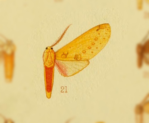 Symphlebia doncasteri · iNaturalist