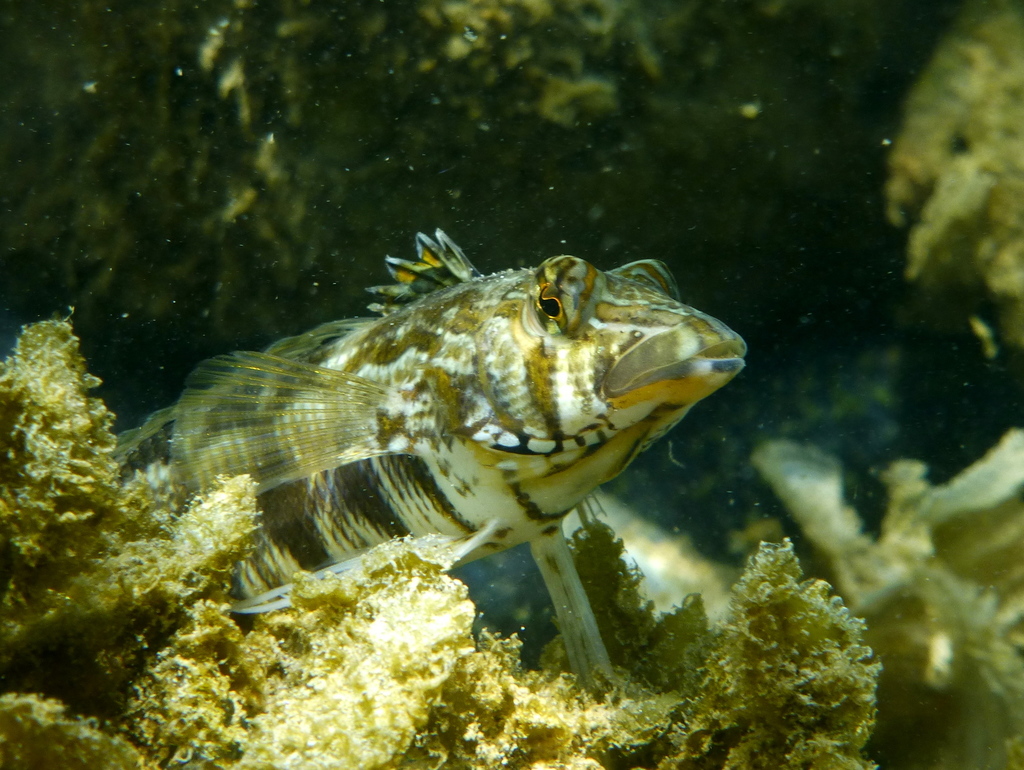 Southern Grubfish (Parapercis australis) - Marine Life Identification