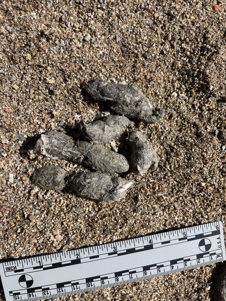 Bobcat from Julian, CA, US on March 11, 2022 at 09:16 AM by William ...