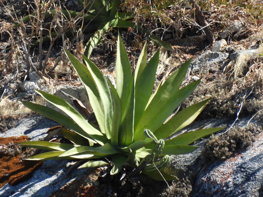 Agave aurea promontorii in March 2022 by Osiel Flores · iNaturalist