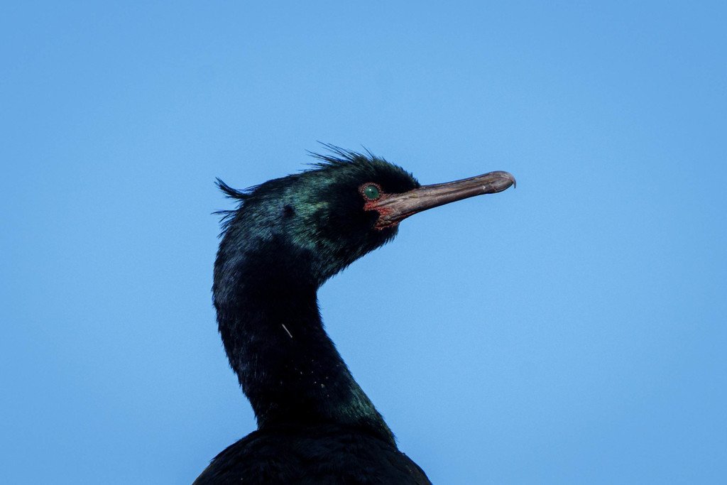 Pelagic Cormorant from Comox Valley, BC, Canada on March 04, 2022 at 09 ...