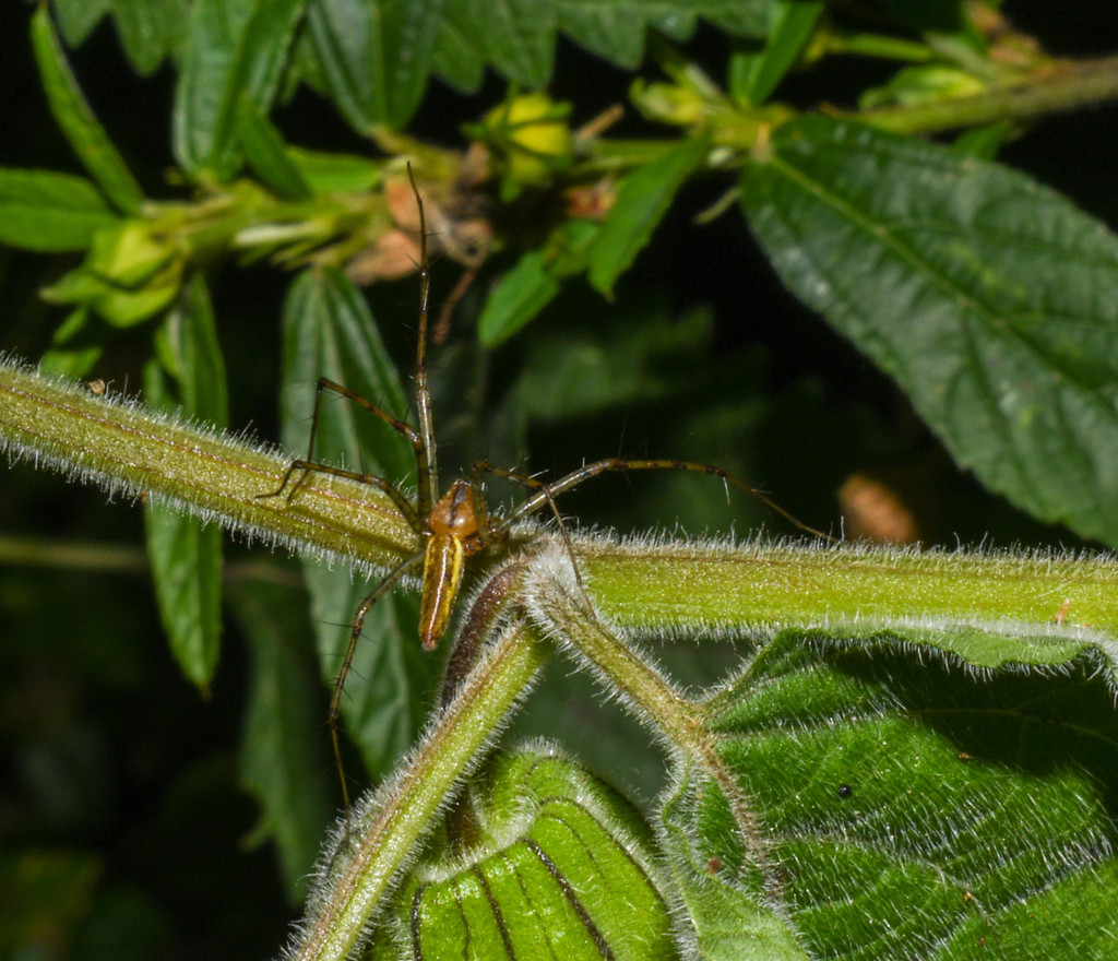 Tapinillus from Pedro Moncayo, Ecuador on March 11, 2022 at 02:10 PM by ...