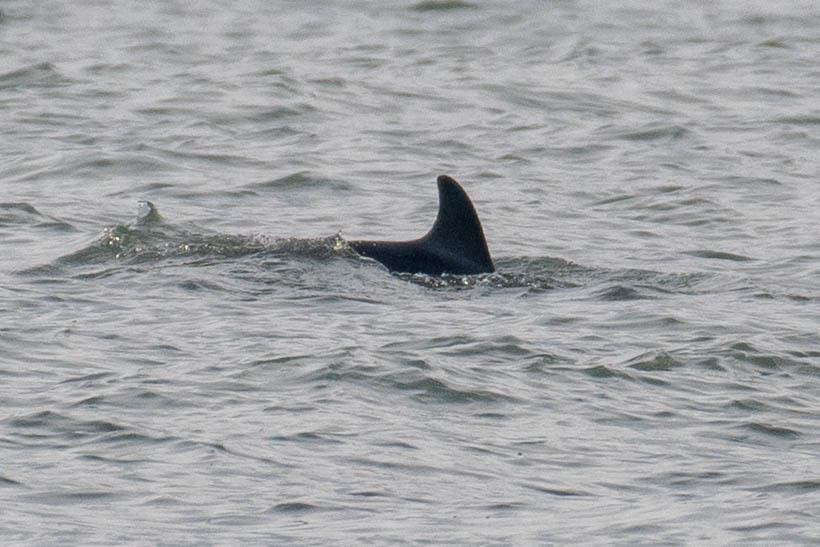 Common Bottlenose Dolphin from Accomack County, VA, USA on March 05 ...