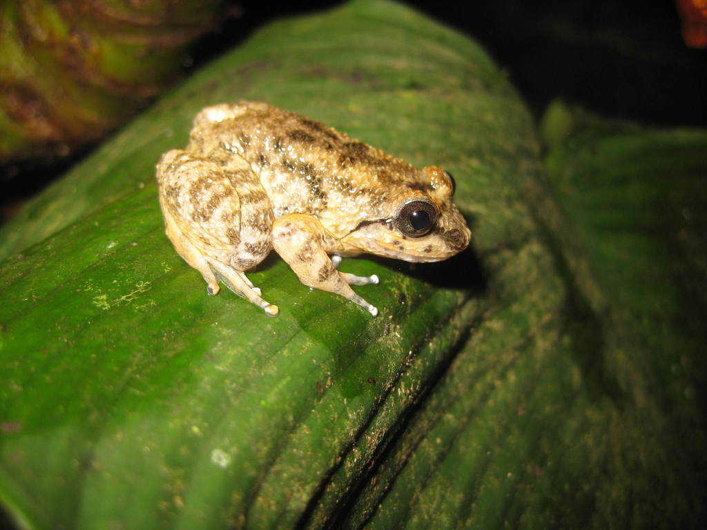 Broad-headed Frog from Pasaman Regency, West Sumatra, Indonesia on ...