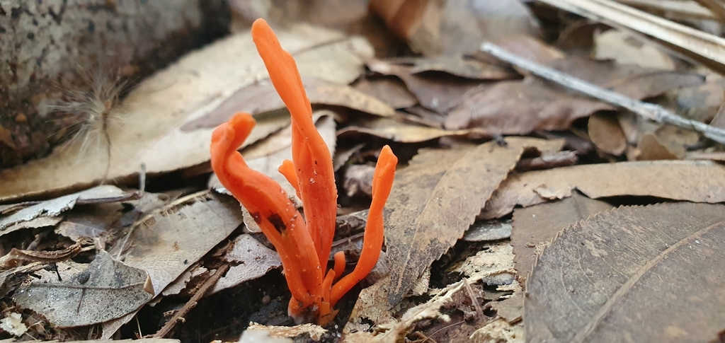 Flame fungus from V3J7+JF Royal National Park, Royal National Park NSW ...