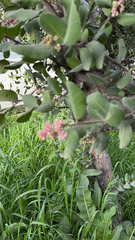 lemonade berry from Windy Hill Preserve, Portola Valley, CA, US on ...
