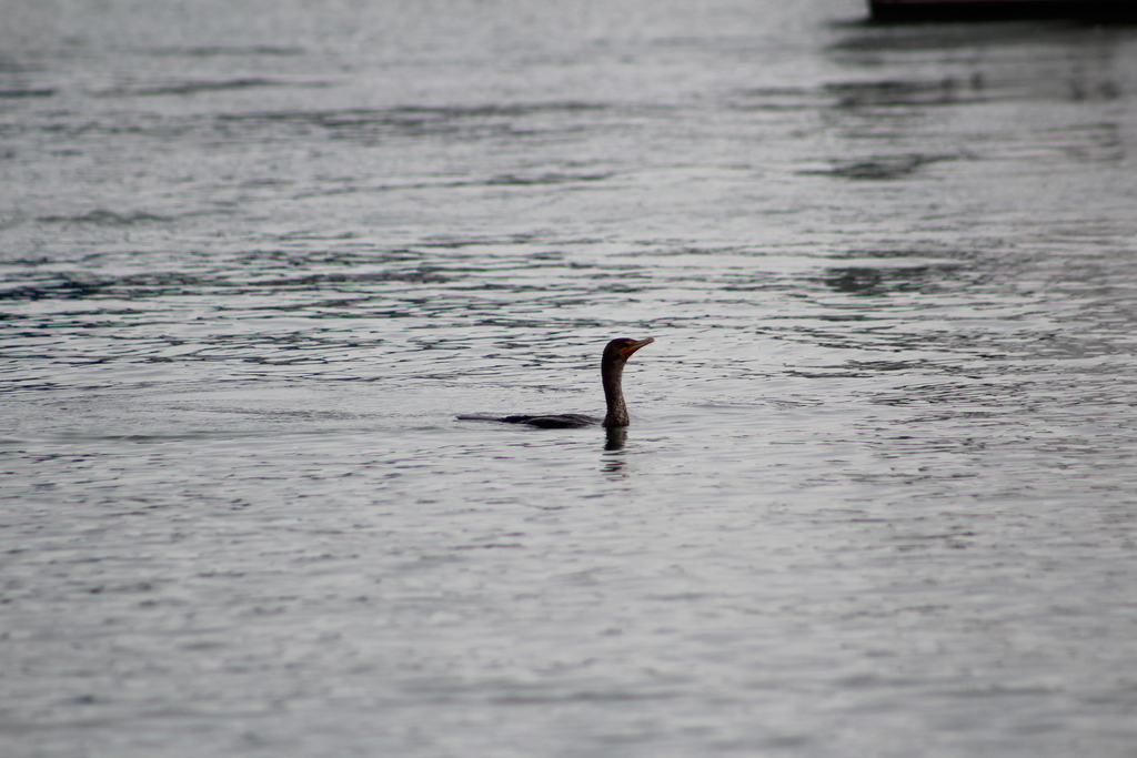 Double-crested Cormorant from Skagit County, WA, USA on March 10, 2022 ...