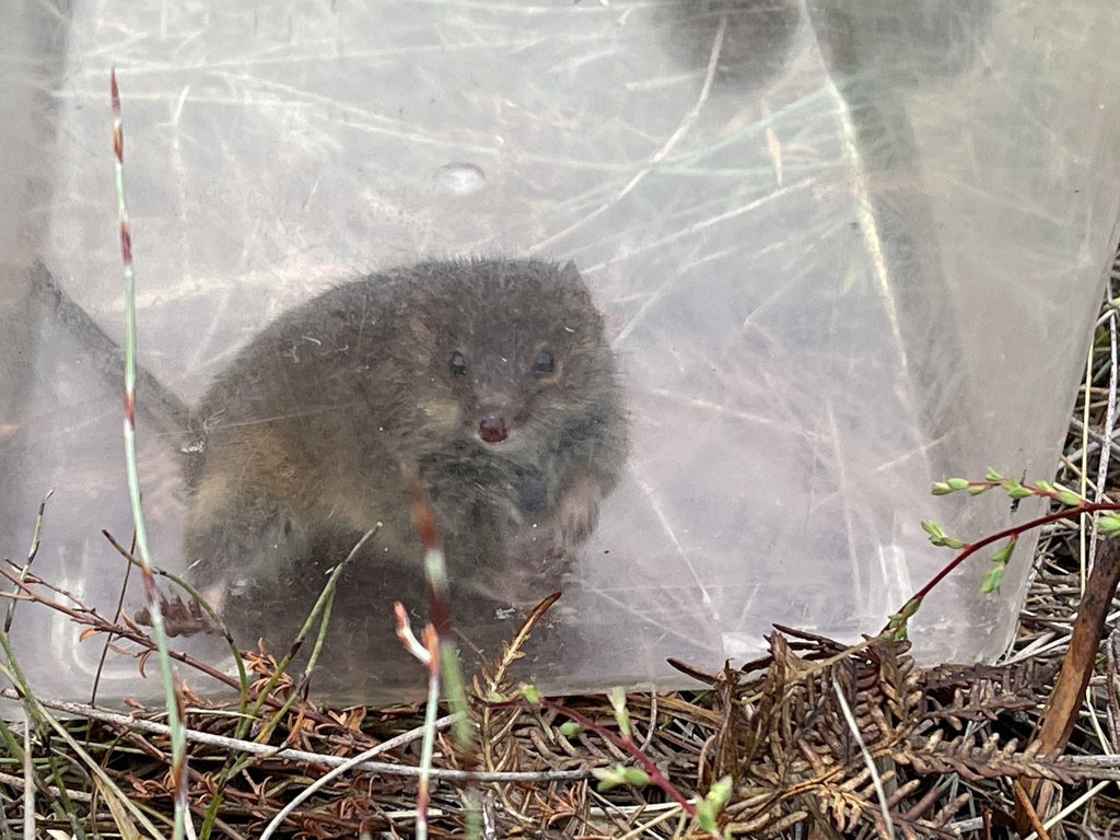 Swamp Antechinus (Antechinus minimus) - Know Your Mammals