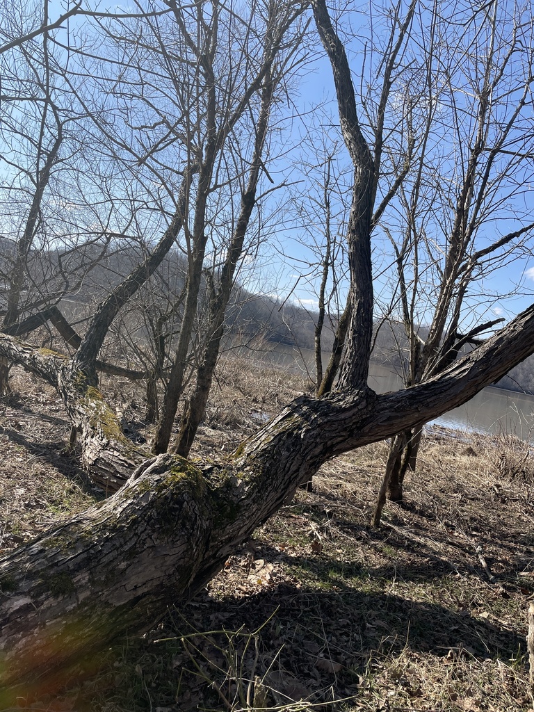 black willow from Burr Oak State Park, Glouster, OH, US on March 10 ...