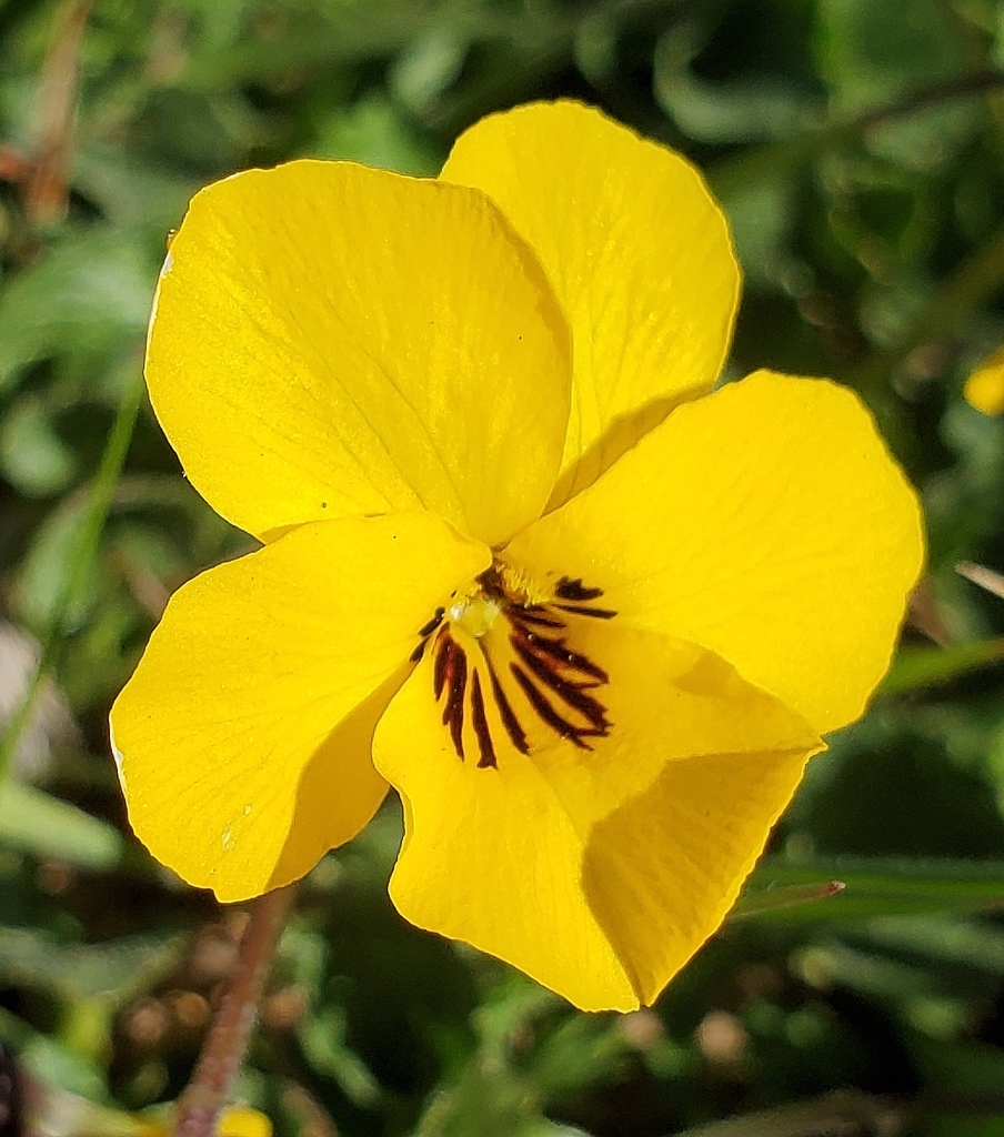 California Golden Violet from Pacheco, Pacheco State Park, Merced ...