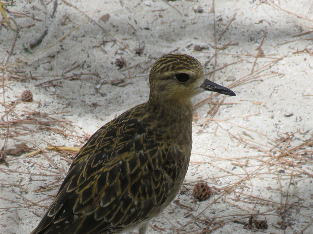 Pacific Golden-Plover from Gladstone, QLD, Australia on November 24 ...