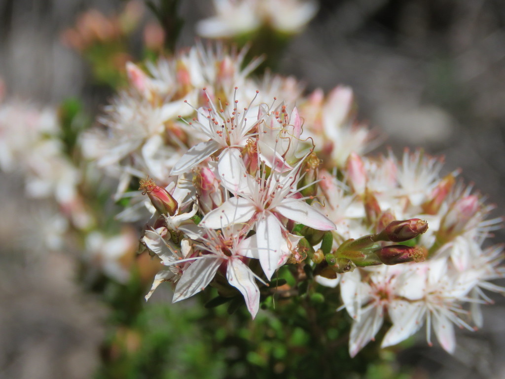 Fringe Myrtle from Tonderburine NSW 2828, Australia on September 11 ...
