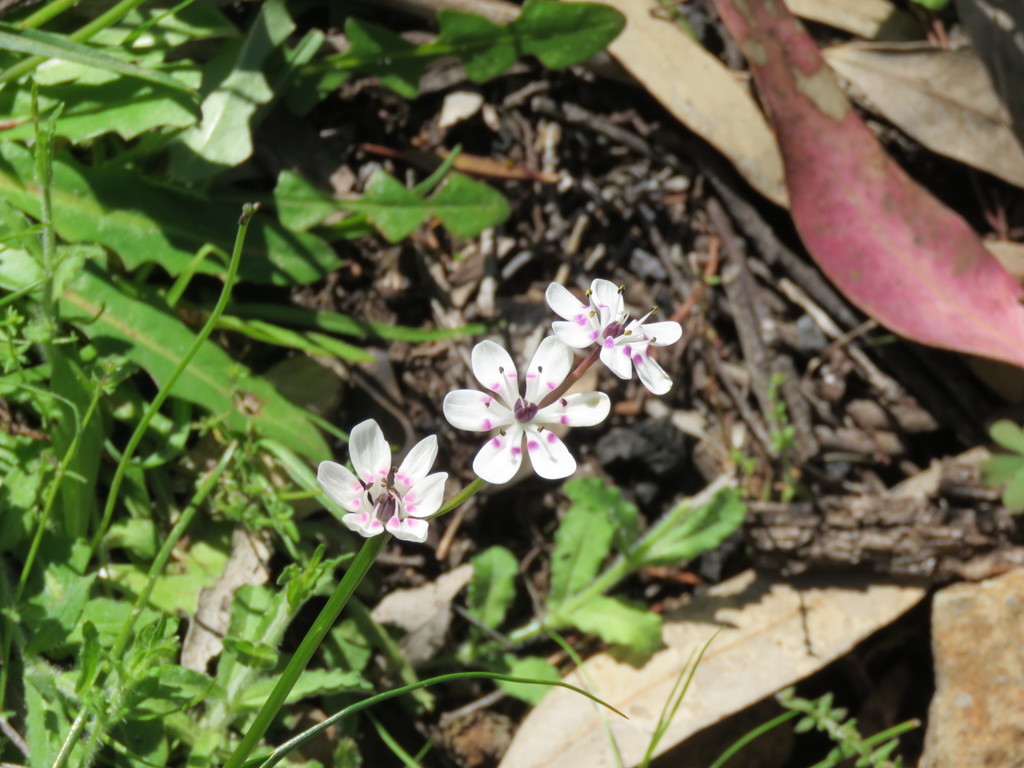 Wurmbea biglandulosa from Tonderburine NSW 2828, Australia on September ...