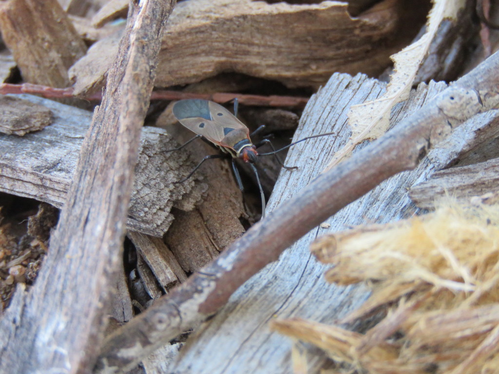 Pale Cotton Stainer from Baradine NSW 2396, Australia on September 11 ...