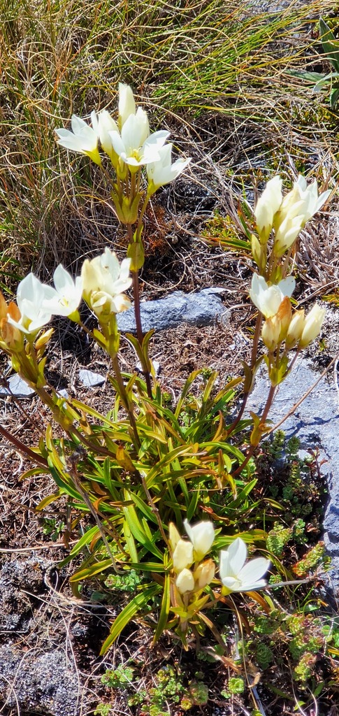 Gentianella angustifolia from Tasman District, Tasman, New Zealand on ...