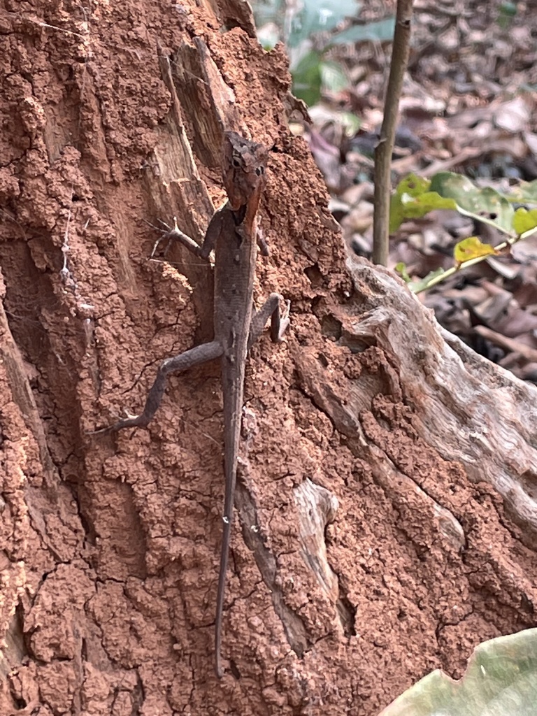 Roux's Forest Lizard from Bhagwan Mahaveer Sanctuary, South Goa, GA, IN ...
