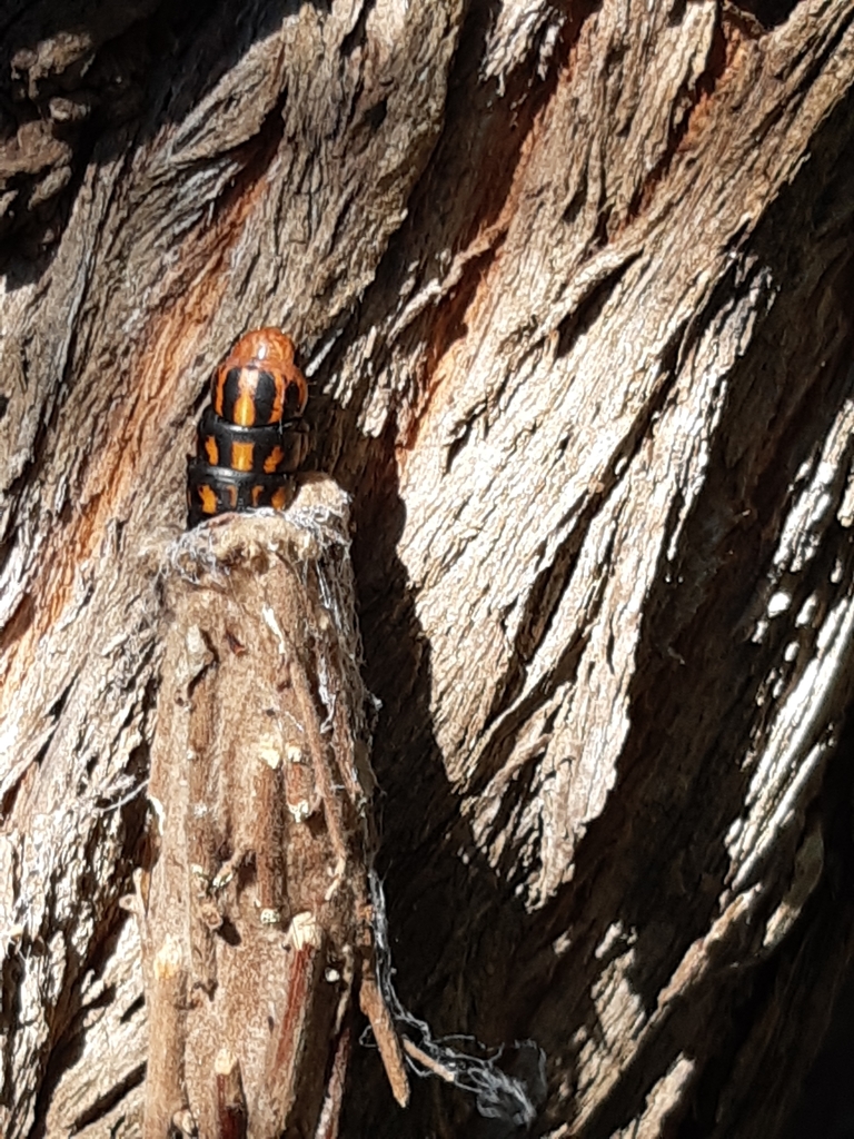 Saunders' Case Moth from Rosebud VIC 3939, Australia on March 12, 2022 ...