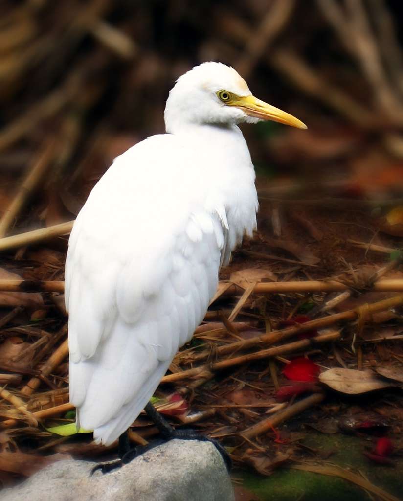 Garza Ganadera (AVES DE LA UNIVERSIDAD DEL MAGDALENA) · iNaturalist