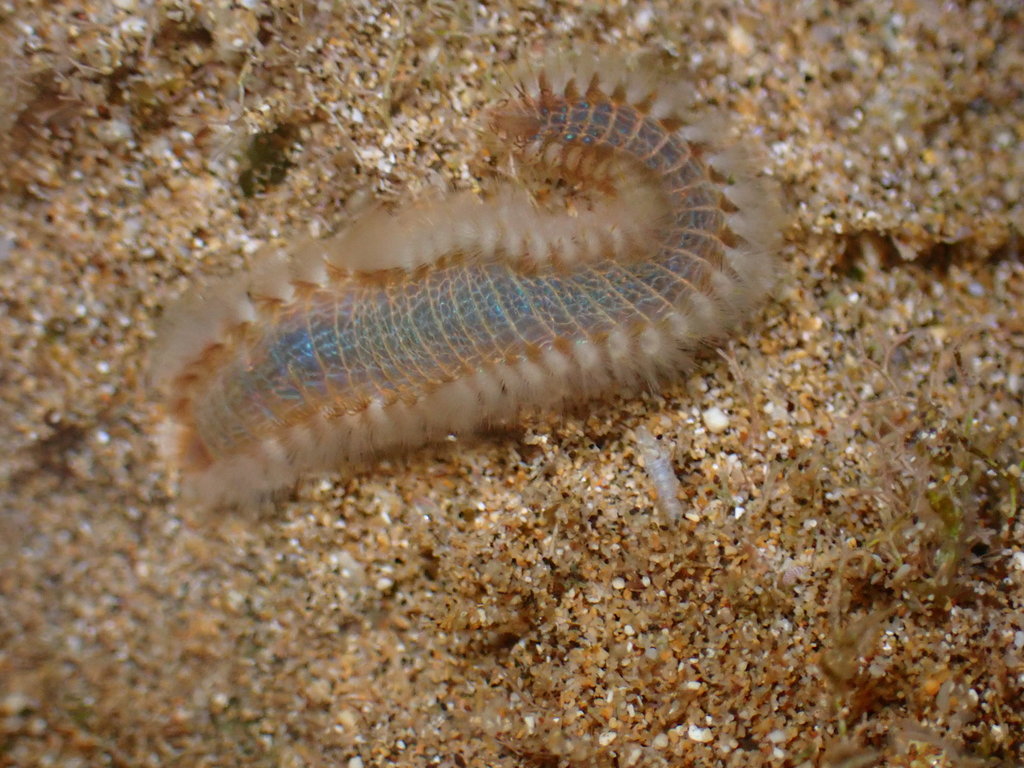 Orange Fire Worm in March 2022 by Cricket Raspet · iNaturalist