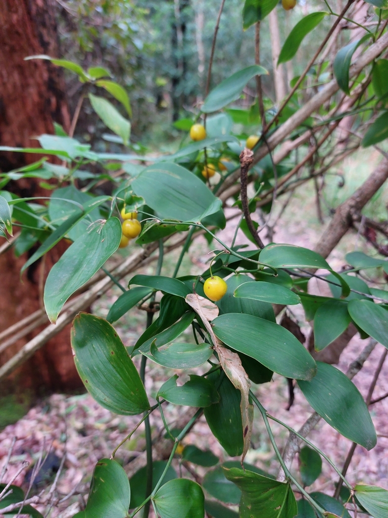 Wombat Berry from Berry NSW 2535, Australia on March 12, 2022 at 02:38 ...