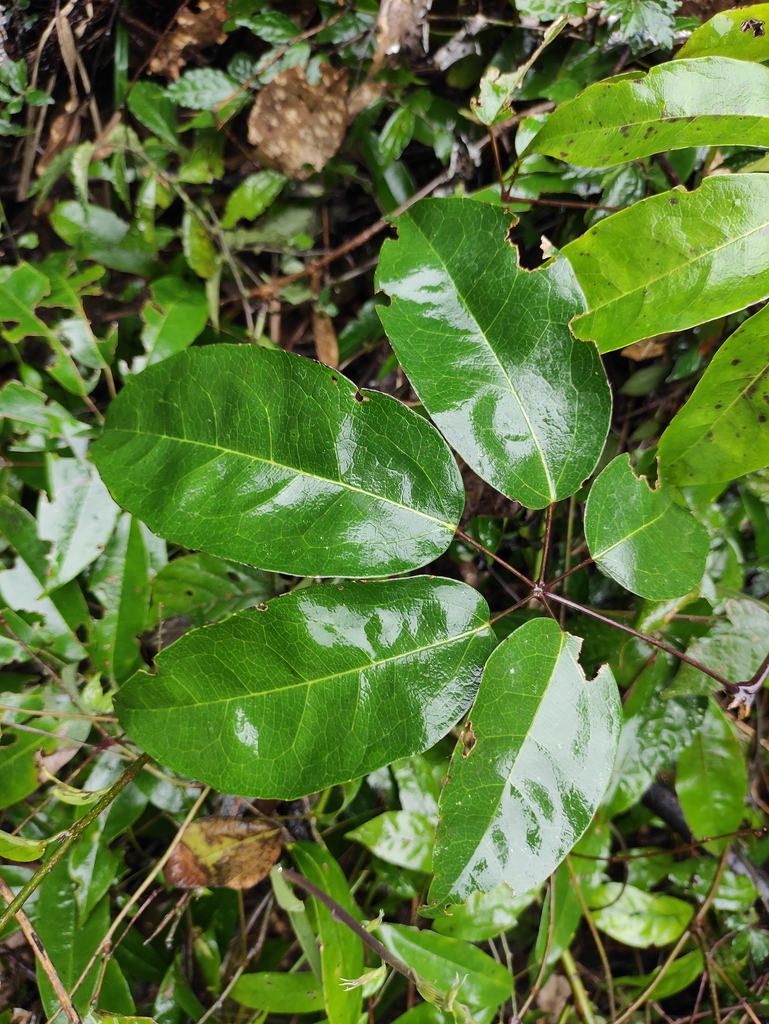 Stauntonia chinensis from Anfu County, Ji'An, Jiangxi, China on March 6 ...