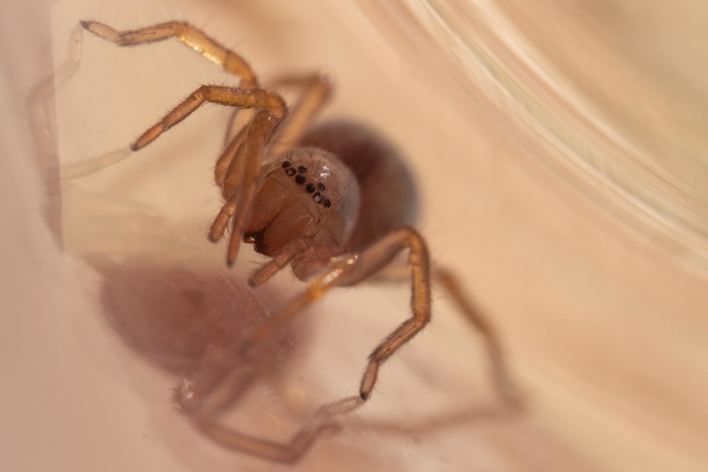 Leafcurling Sac Spiders from 30770 Campestre-et-Luc, France on February ...