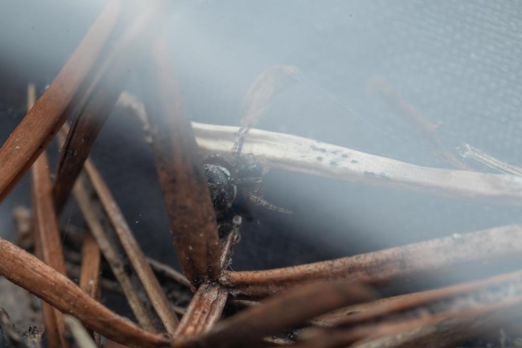 Dipoena melanogaster from 30770 Campestre-et-Luc, France on February 28 ...