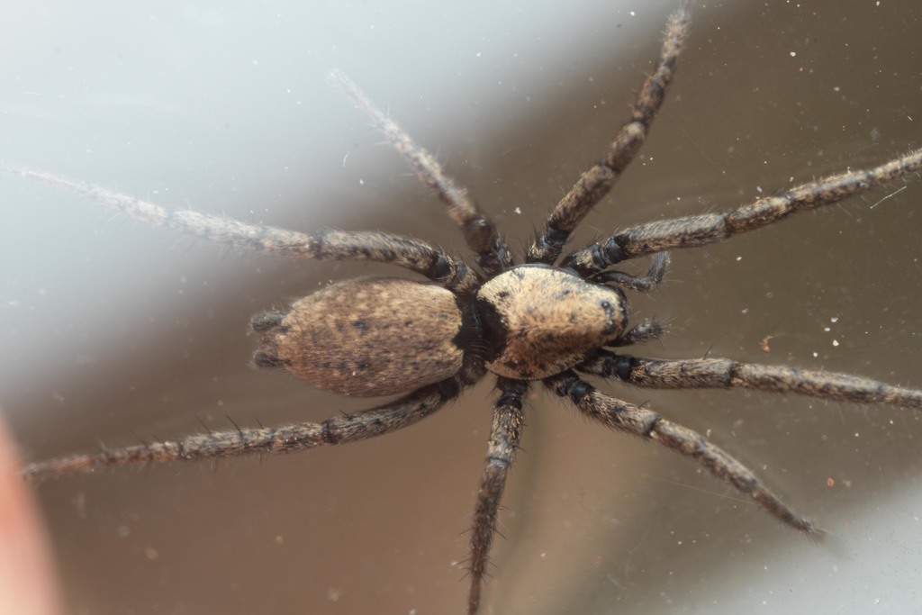 Nomisia Ground Spiders from 30770 Campestre-et-Luc, France on February ...