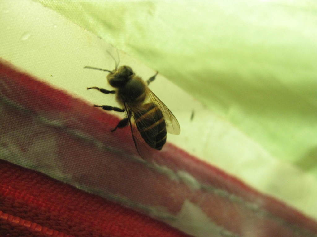 Asian Honey Bee from Sebelat Ulu, Lebong Regency, Bengkulu, Indonesia ...